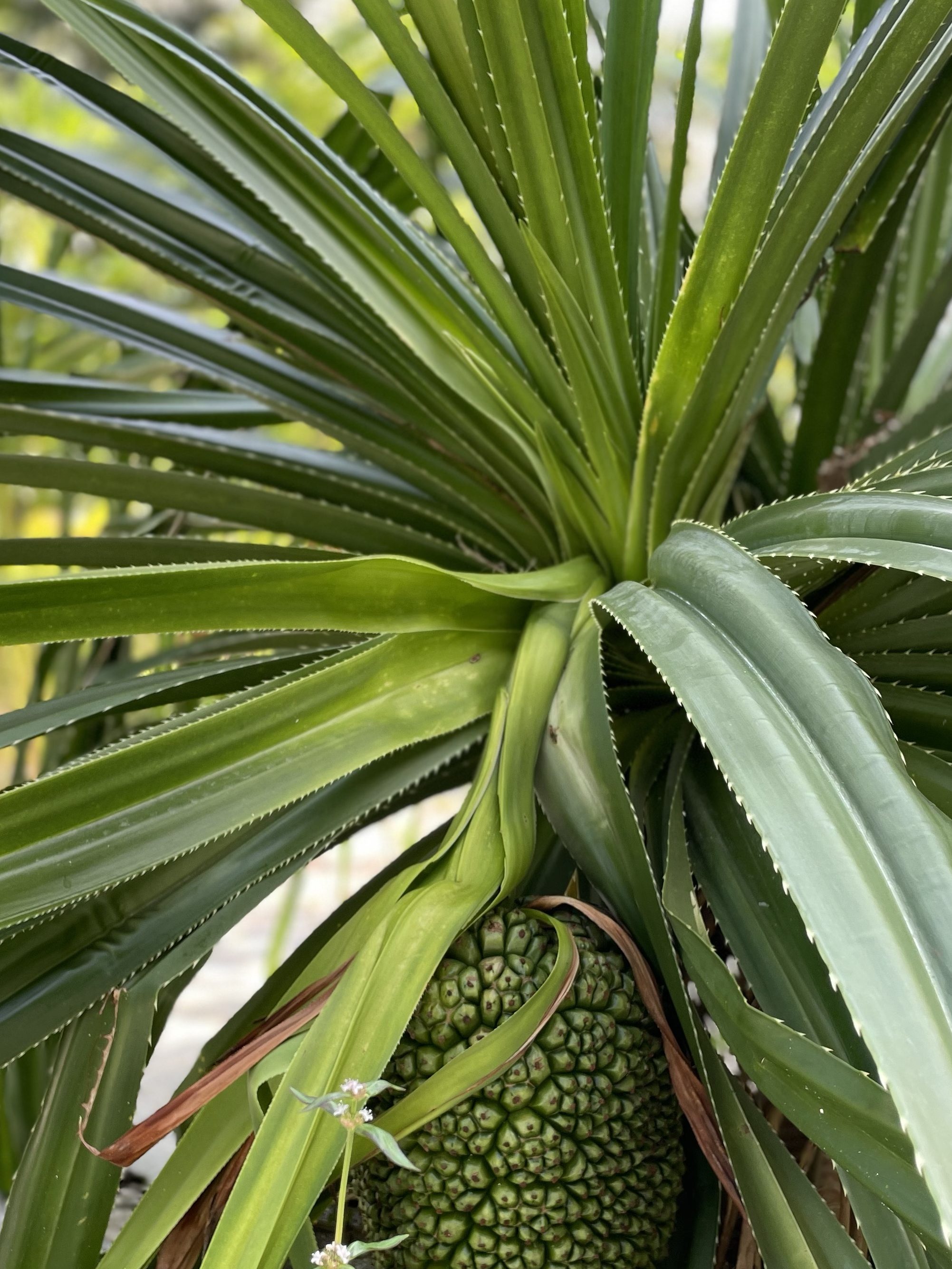 Screw Pine ,Maldives – Cristian Marino